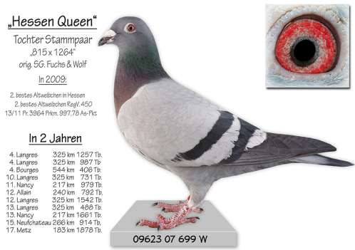 Brieftauben - Fuchs/Wolf Pigeonracing